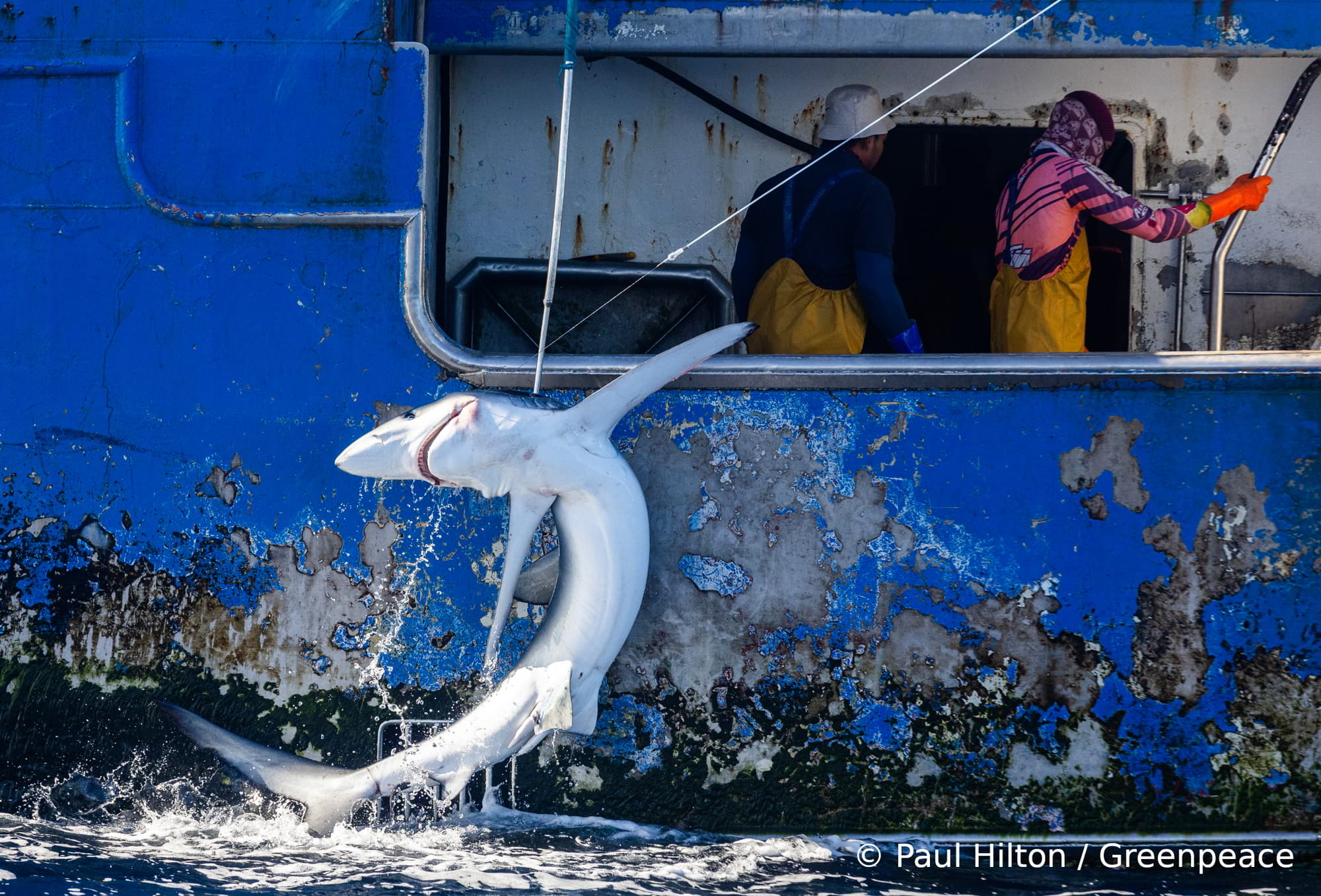 Shark mortality rises globally despite finning bans